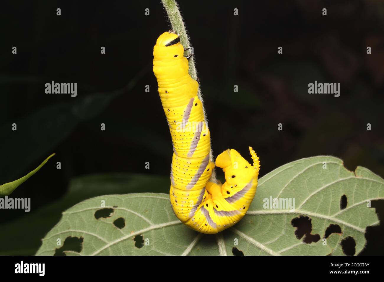 Eastern Death's Head Hawkmoth caterpillar (Acherontia lachesis Stock ...