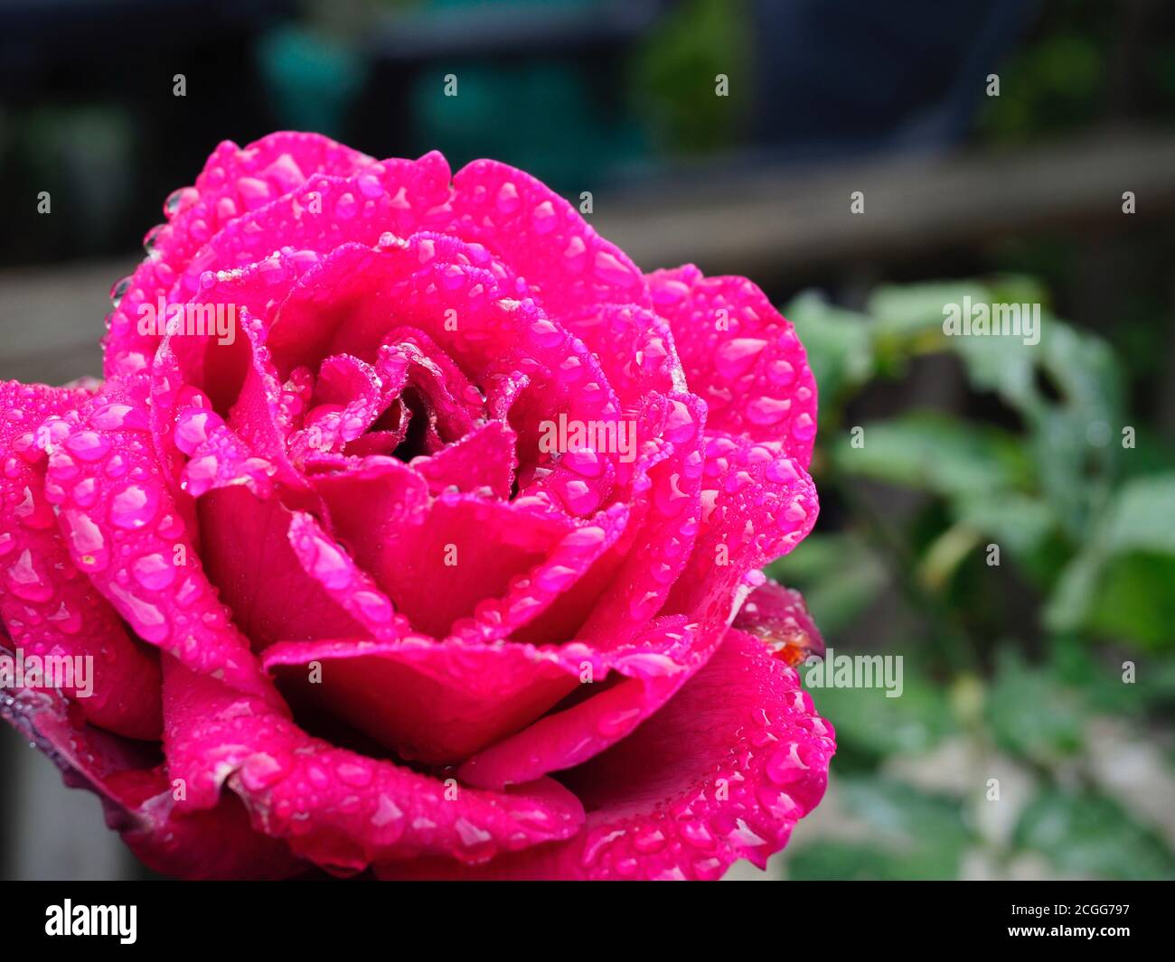 lovely pink rose flower with raindrops on it against out of focus ...