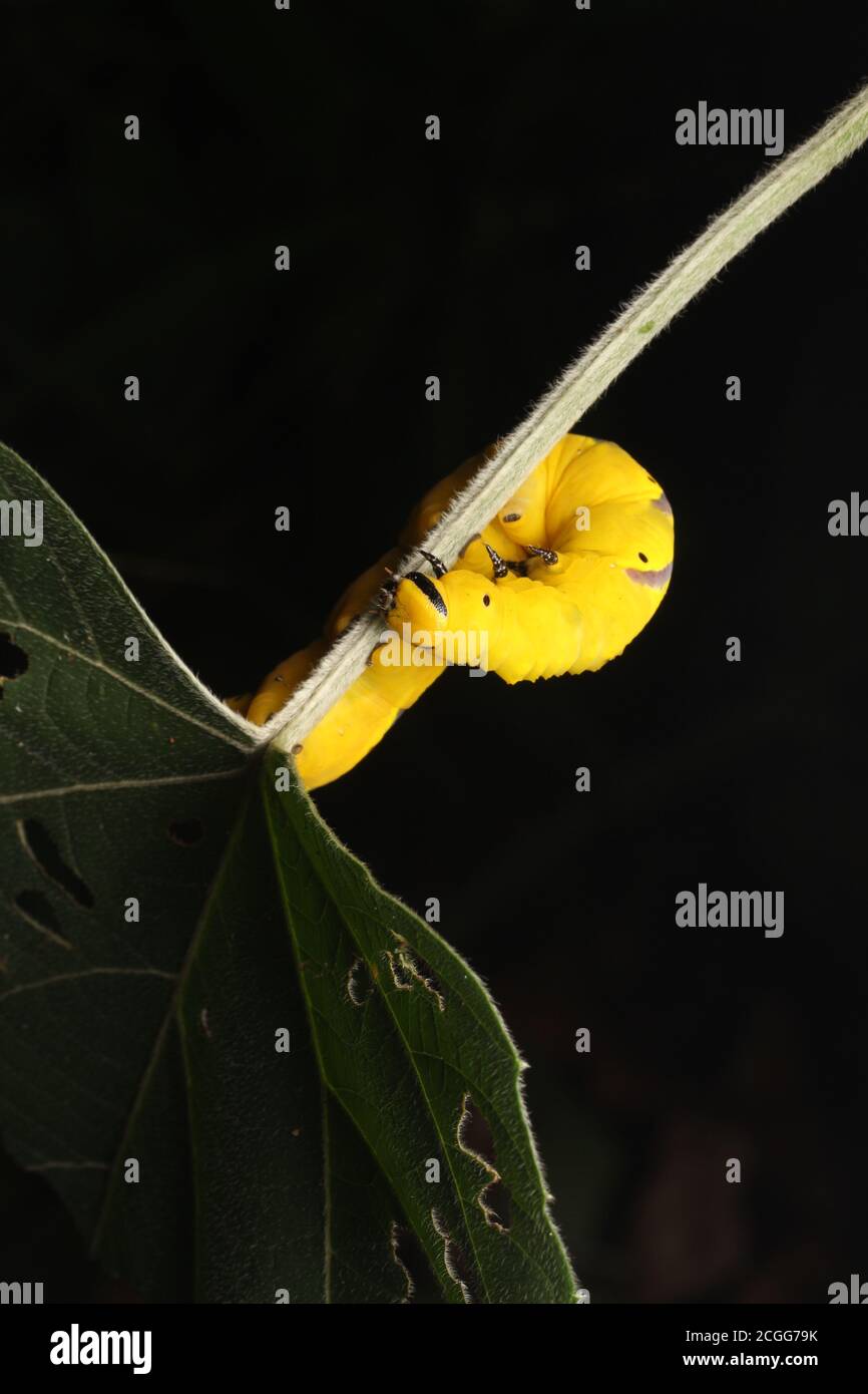 Eastern Death's Head Hawkmoth caterpillar (Acherontia lachesis Stock ...