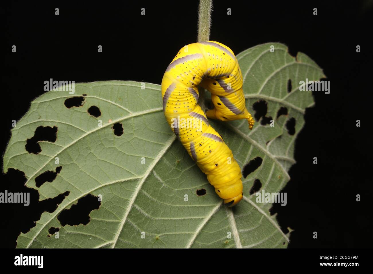 Eastern Death's Head Hawkmoth caterpillar (Acherontia lachesis Stock ...