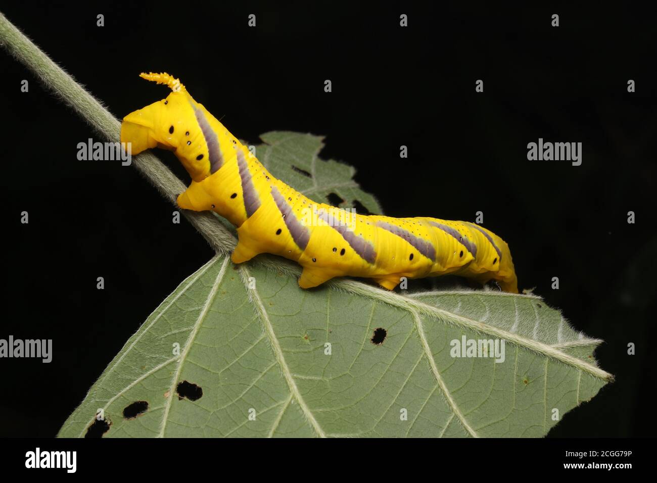 Eastern Death's Head Hawkmoth caterpillar (Acherontia lachesis Stock ...