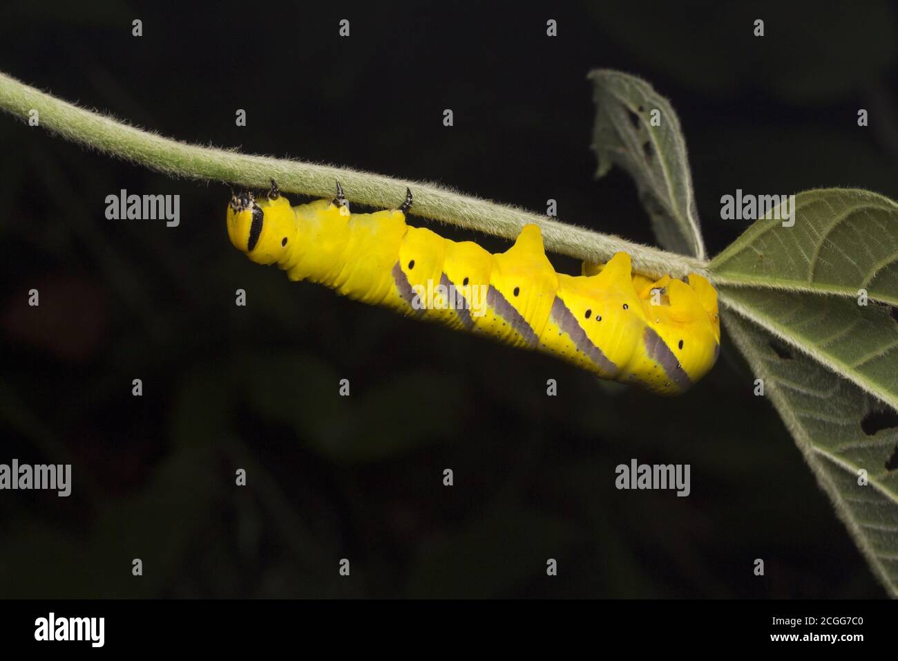Eastern Death's Head Hawkmoth caterpillar (Acherontia lachesis Stock ...