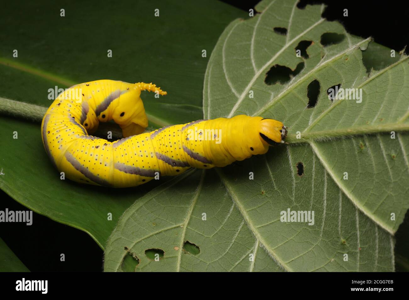 Eastern Death's Head Hawkmoth caterpillar (Acherontia lachesis Stock ...