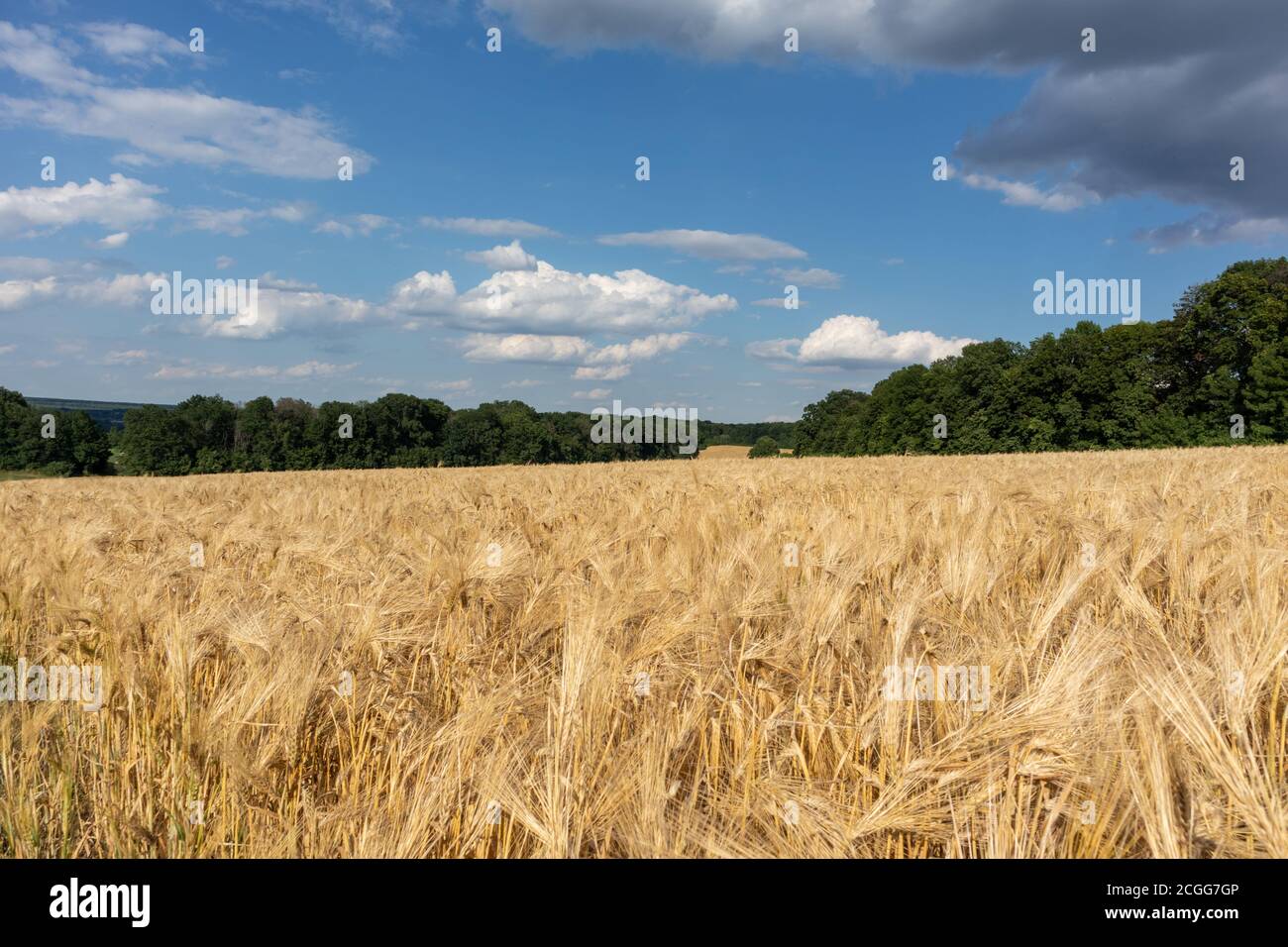 Golden wheat field crop with clouds on vivid blue sky and green trees ...