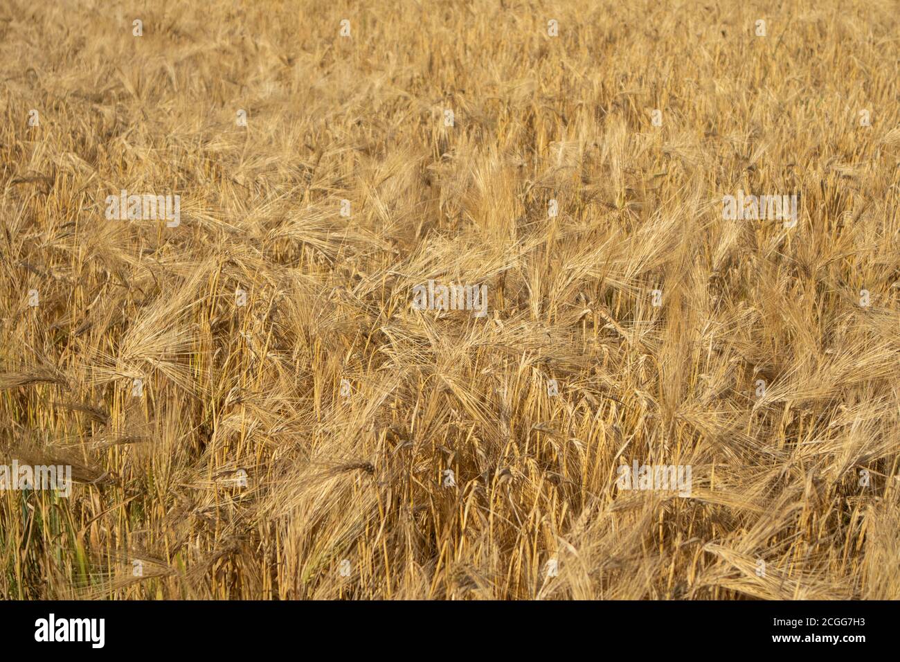 Gathering grain hi-res stock photography and images - Alamy
