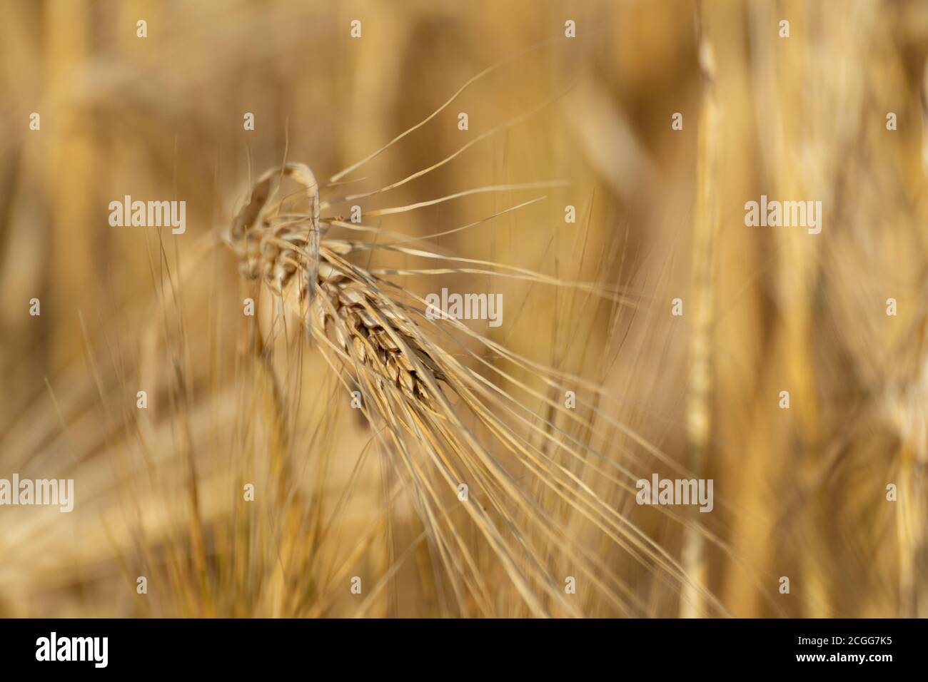 Sunny gold wheat straw seeds close-up with blurred field background ...