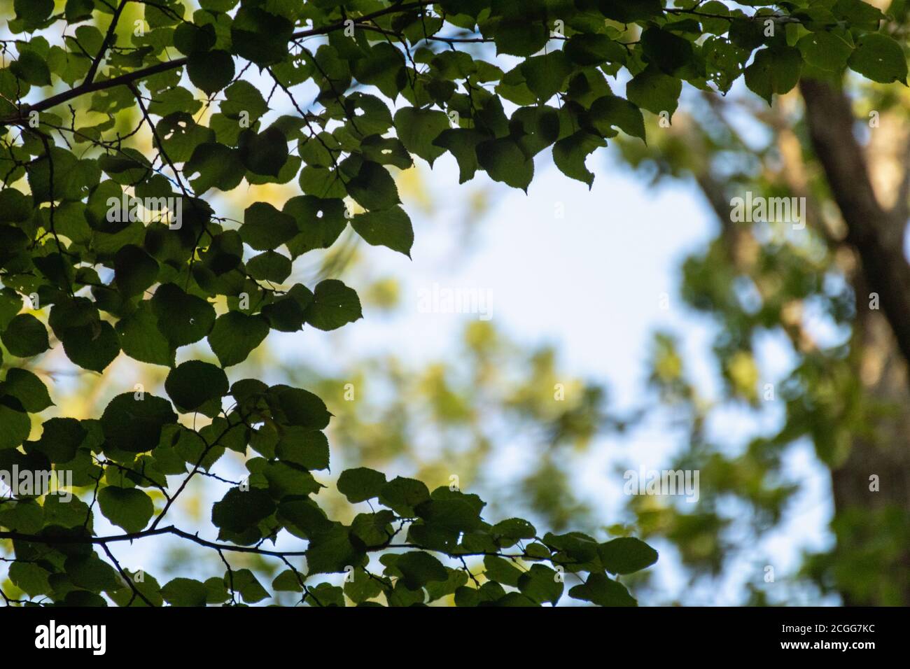 View through tree leaves greenery up to blue sunny sky. Summer forest ...