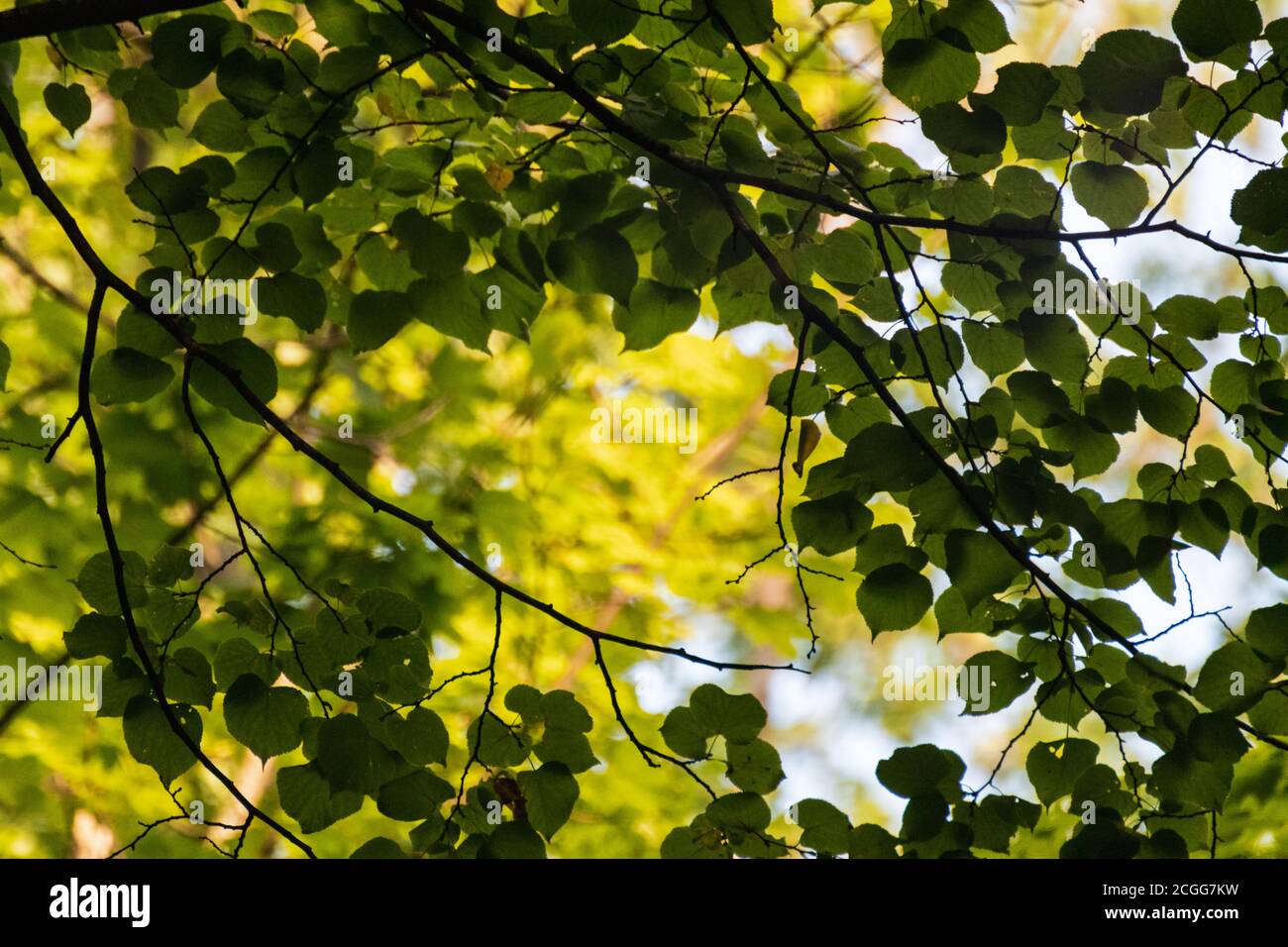 View through tree leaves greenery up to sunny sky. Summer forest ...