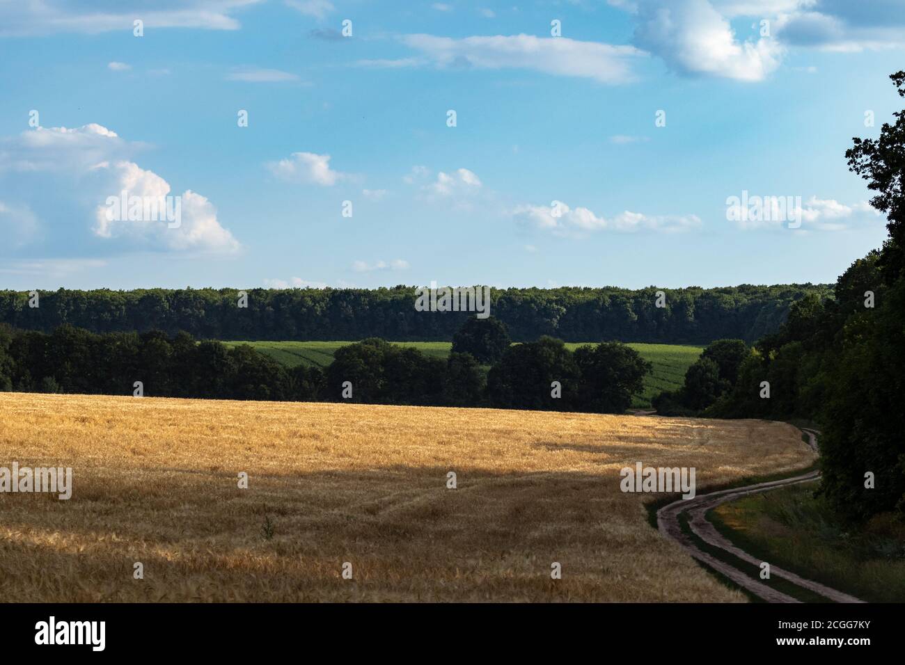 Green wheatfield hi-res stock photography and images - Alamy