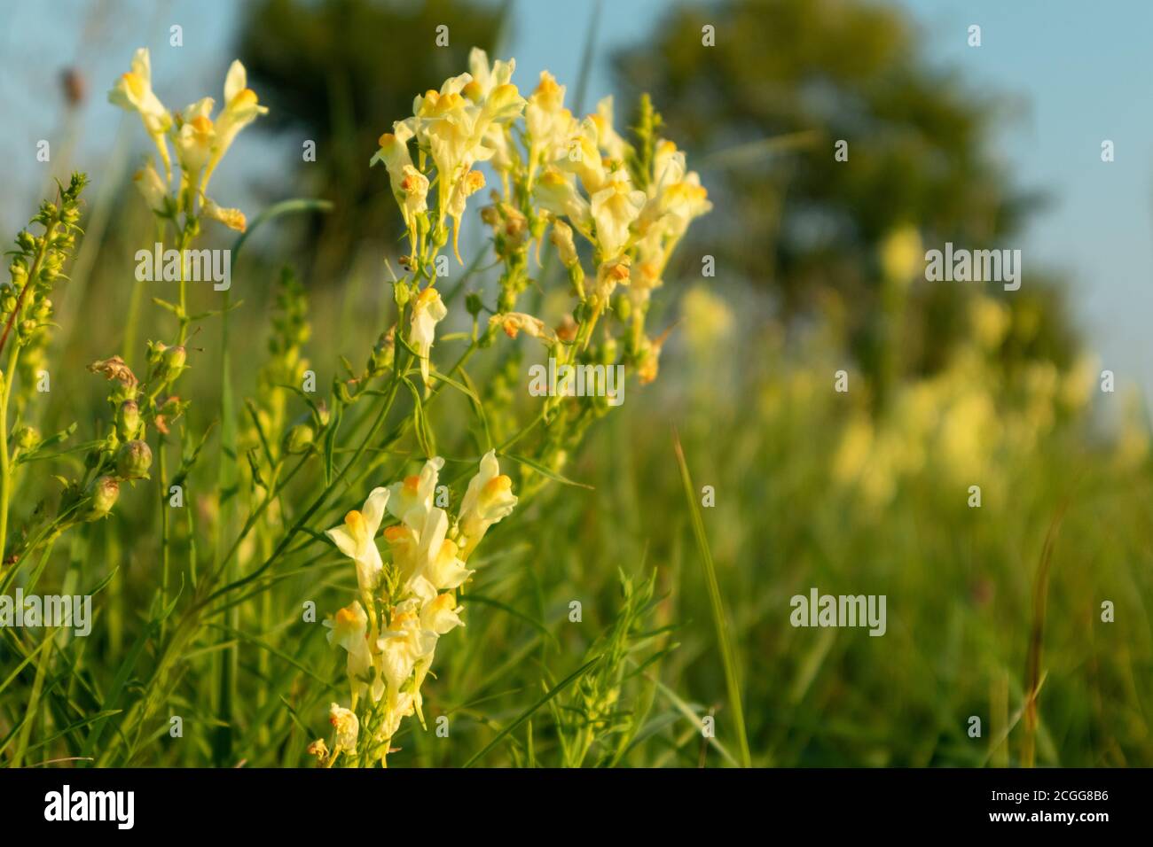 Yellow toadflax linaria vulgaris flower hi-res stock photography and ...