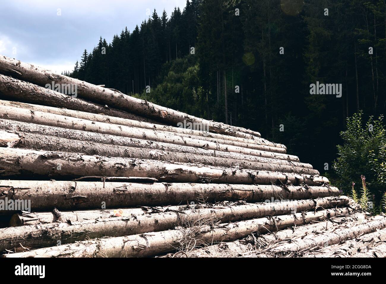 Logs in a sawmill yard. Stacks of woodpile firewood texture background ...