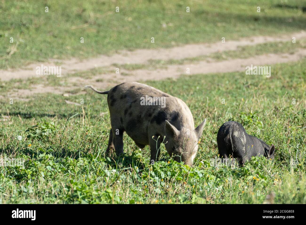 Little cute baby pigs feeding. Two piglets feeding in green sunny grass ...