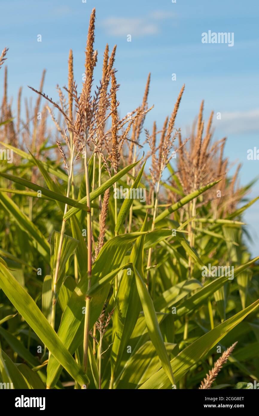 Corn in the corn field, Green corn field close-up with blue sky ...