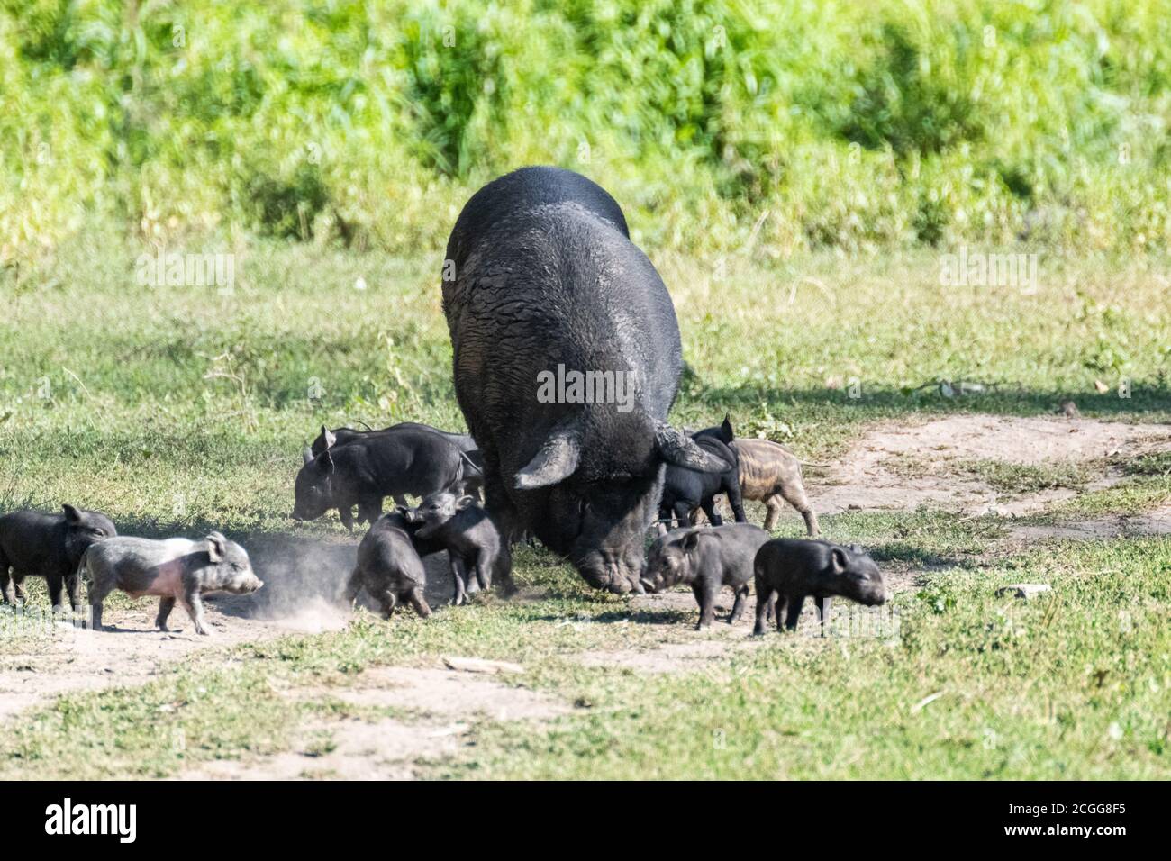 Little baby pigs play around sow mother pig. Black piglets feeding in ...