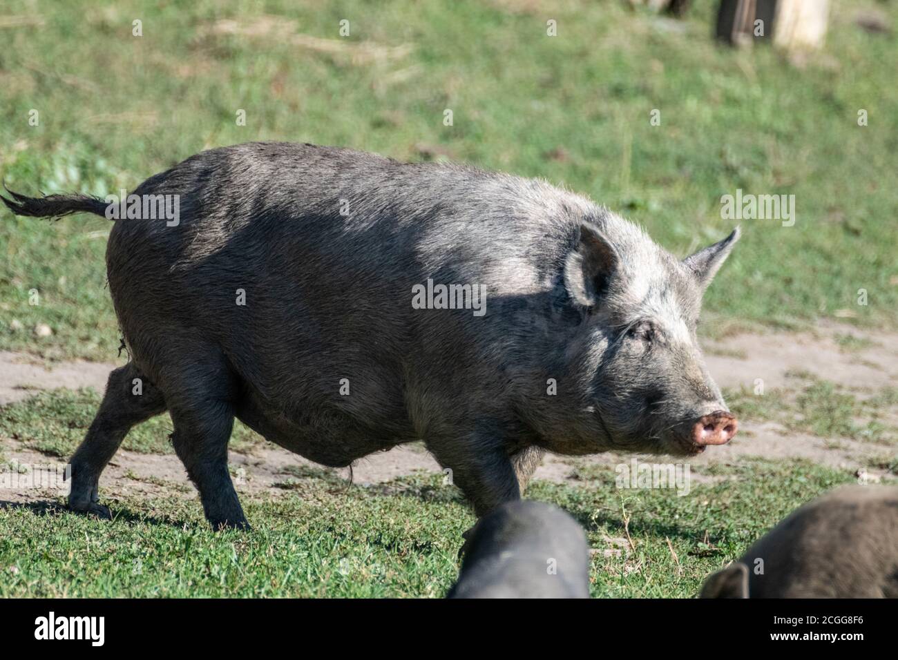 Cute grey pig running in summer field. Black boar feeding in green ...