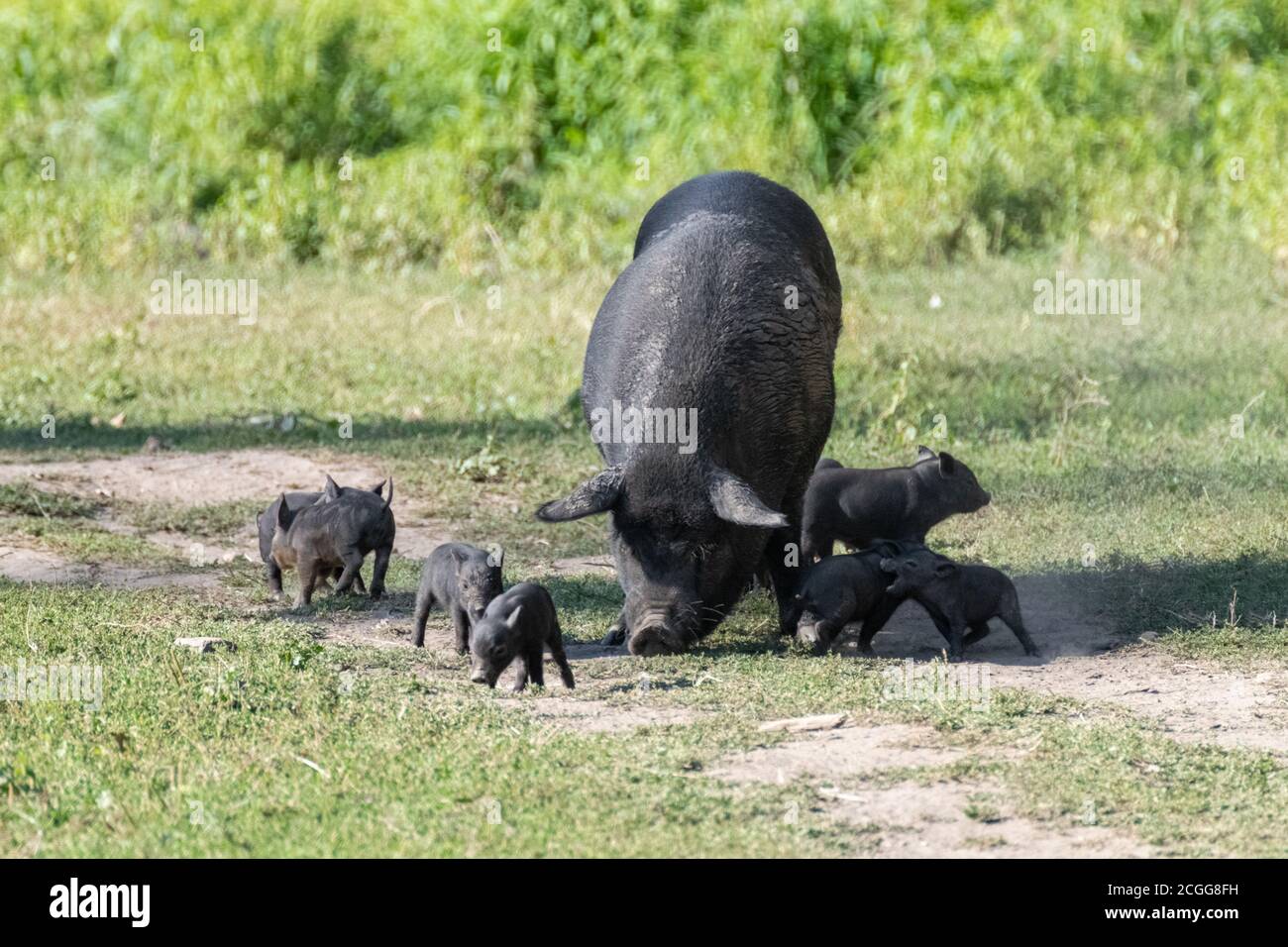 Little active baby pigs around sow mother pig. Black piglets feeding in ...