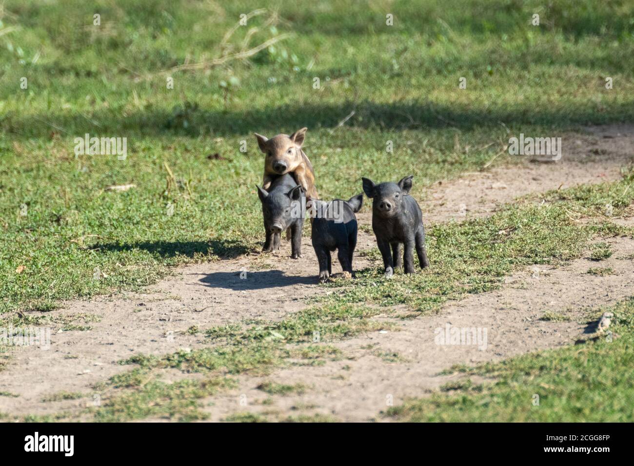 Cute baby pigs hi-res stock photography and images - Alamy