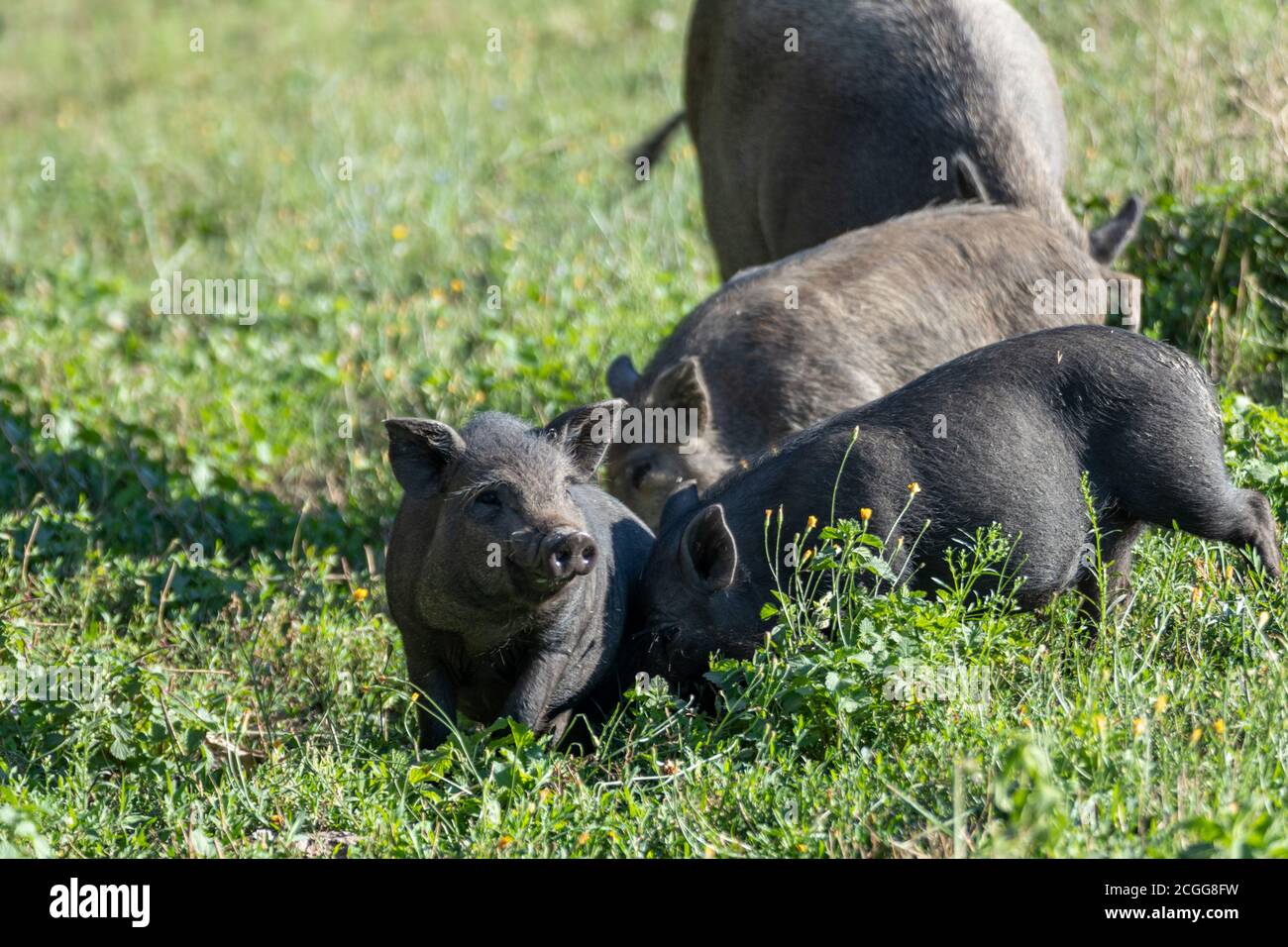 Little cute baby pigs playing in summer lawn. Black piglets feeding in ...