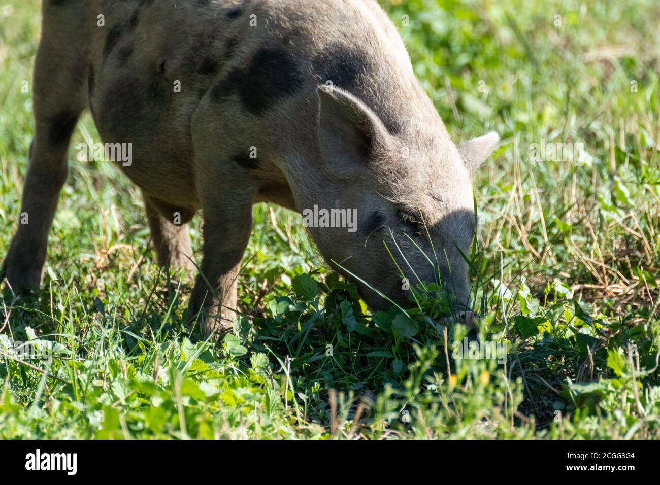 Pig eating grass hi-res stock photography and images - Alamy
