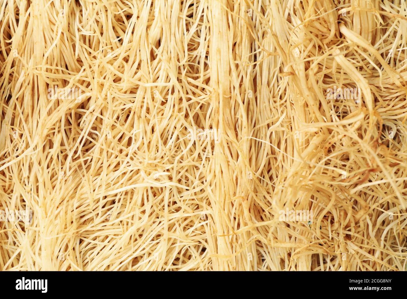 Roots of green peas sprouts on whole background, close up Stock Photo ...
