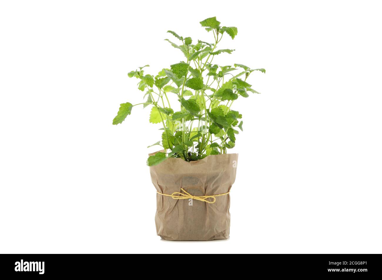 Lemon balm in flower pot isolated on white background Stock Photo - Alamy