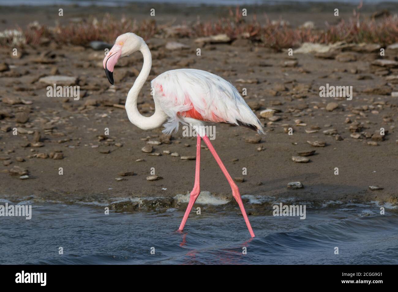 Lonaly pink famingo with long legs and yellow eyes in cold ocean water ...