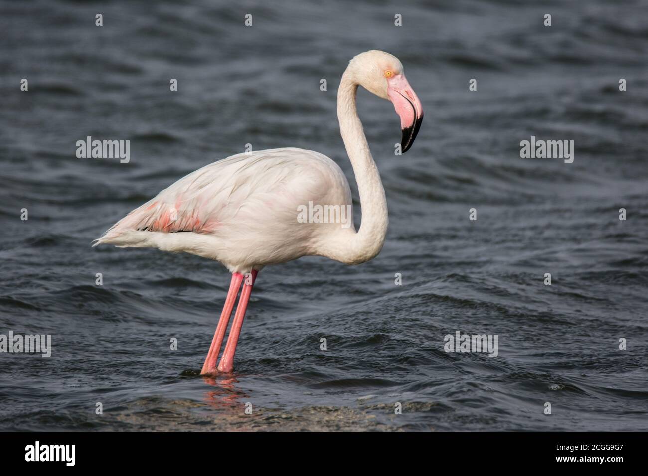 Famingo birds hi-res stock photography and images - Alamy