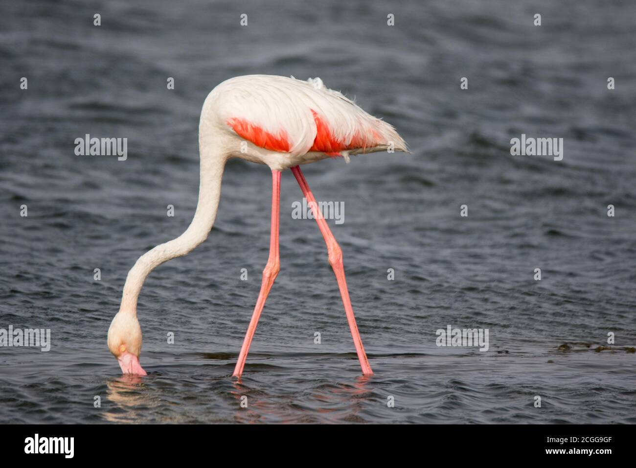 Lonaly pink famingo with long legs and yellow eyes in cold ocean water ...