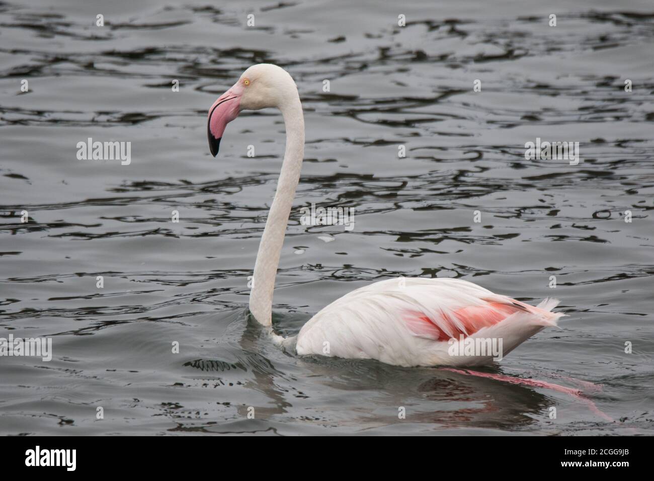 Lonaly pink famingo with long legs and yellow eyes in cold ocean water ...