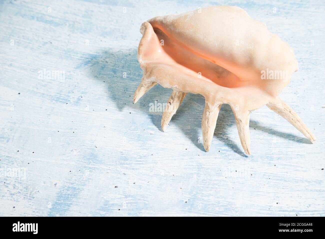 A large seashell lies on a blue background. A place for Kopi space ...