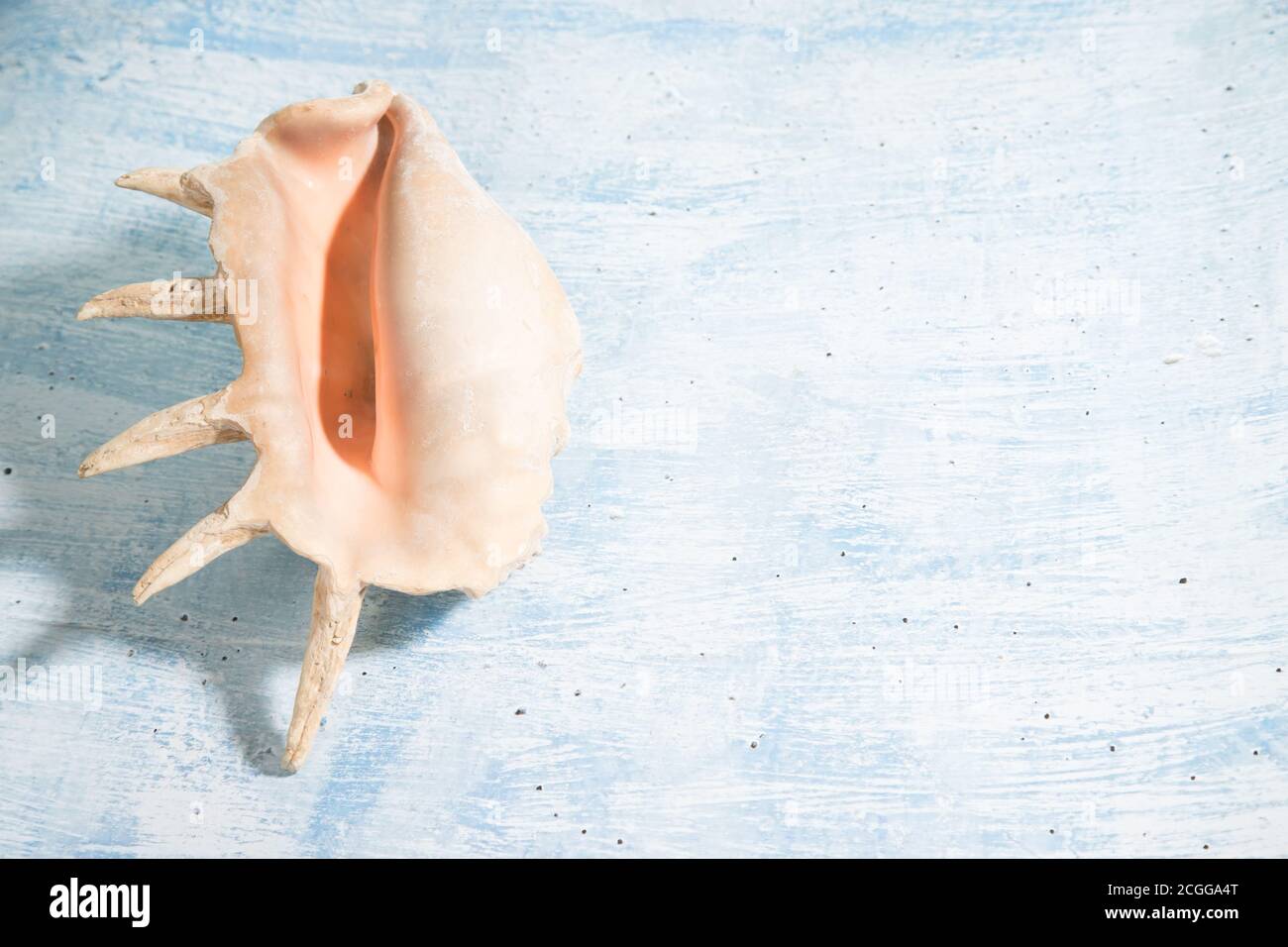 A large seashell lies on a blue background. A place for Kopi space ...