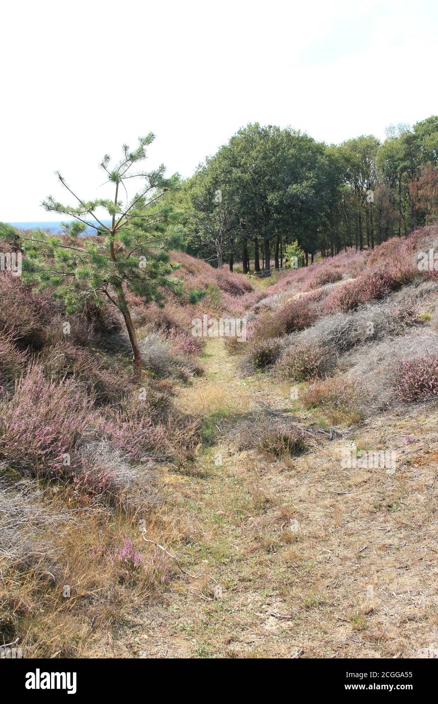Mookerheide in Mook, the Netherlands Stock Photo - Alamy