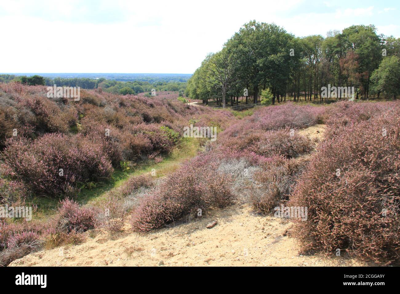 Mookerheide in Mook, the Netherlands Stock Photo - Alamy