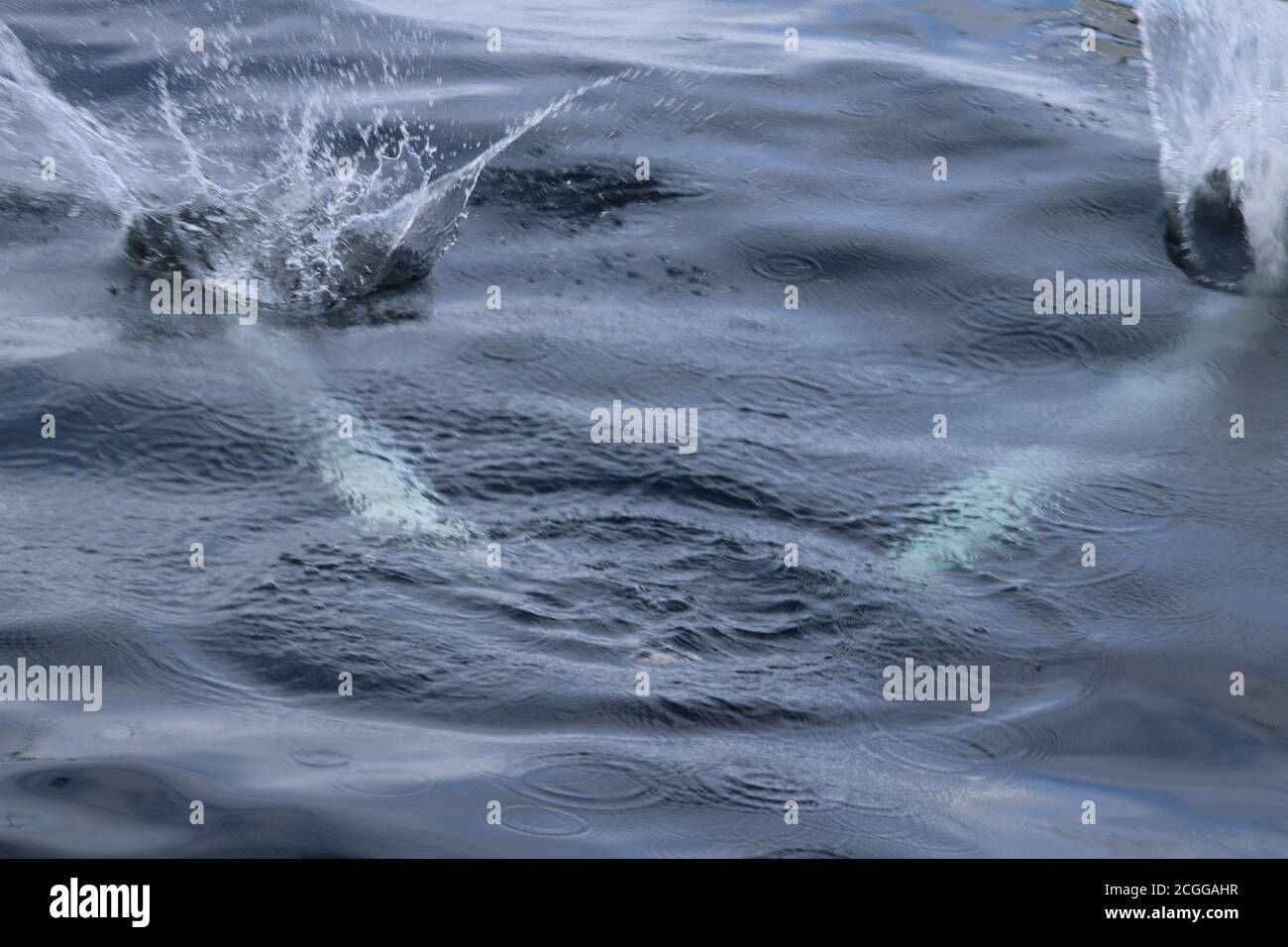 Razorbills diving hi-res stock photography and images - Alamy