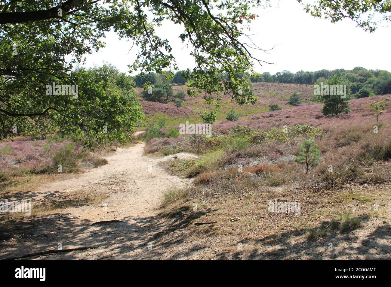 Mookerheide in Mook, the Netherlands Stock Photo - Alamy