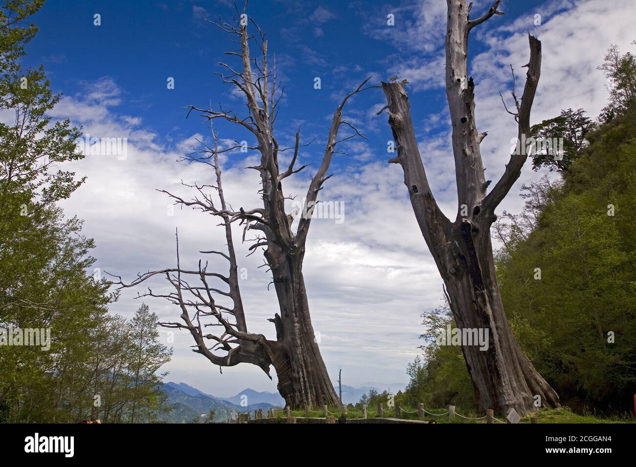 Taiwan Chiayi Xinzhongheng Husband and Wife Tree Stock Photo - Alamy