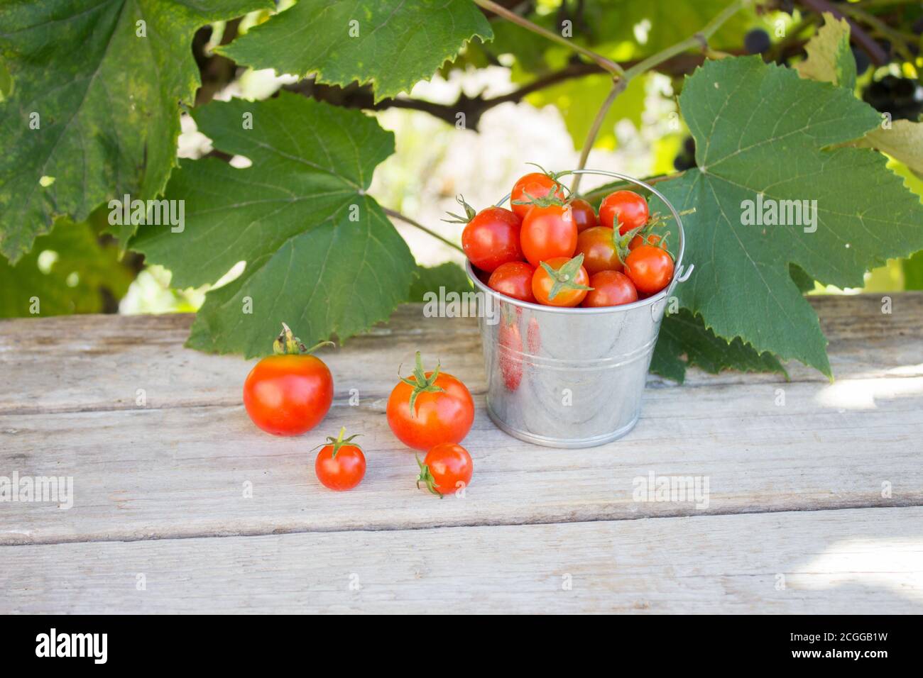 Autumn harvest of fresh cherry tomatoes, tomatoes in an aluminum bucket ...
