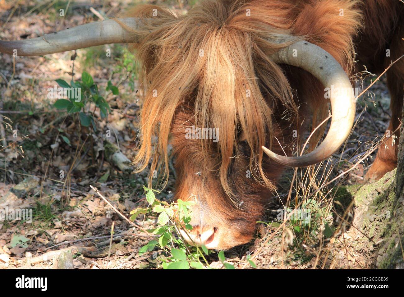 Mookerheide in Mook, the Netherlands Stock Photo - Alamy