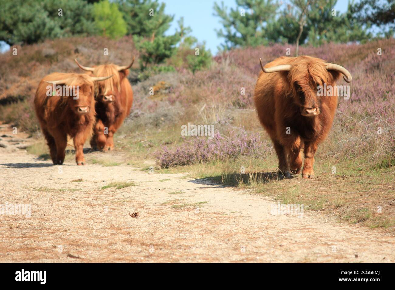Mookerheide in Mook, the Netherlands Stock Photo - Alamy