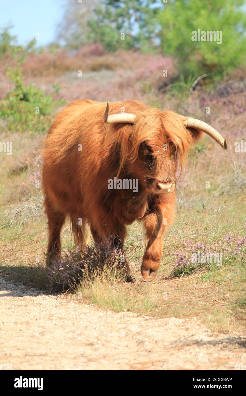 Mookerheide in Mook, the Netherlands Stock Photo - Alamy