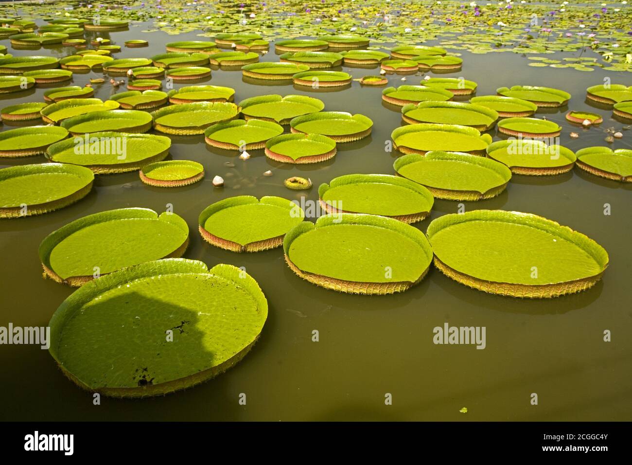 Tainan Baihe King Lotus Field Stock Photo - Alamy