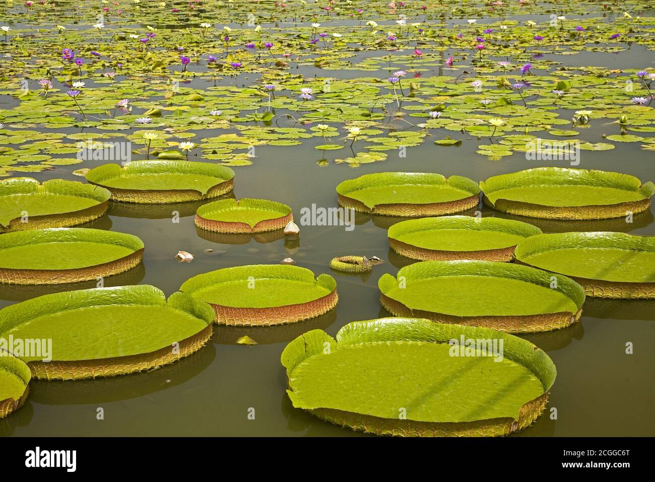 Tainan Baihe King Lotus Field Stock Photo - Alamy