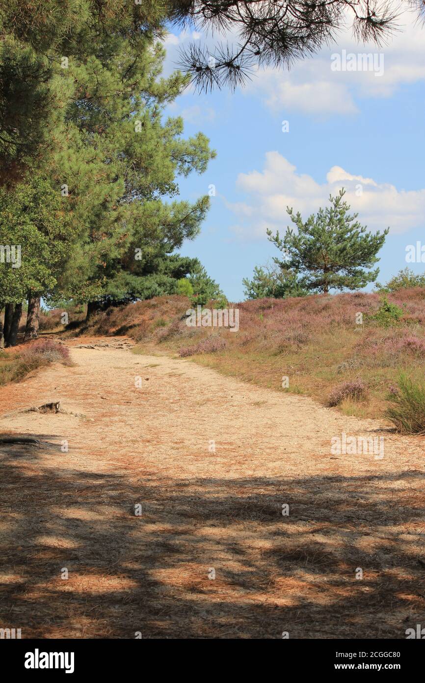 Mookerheide in Mook, the Netherlands Stock Photo - Alamy