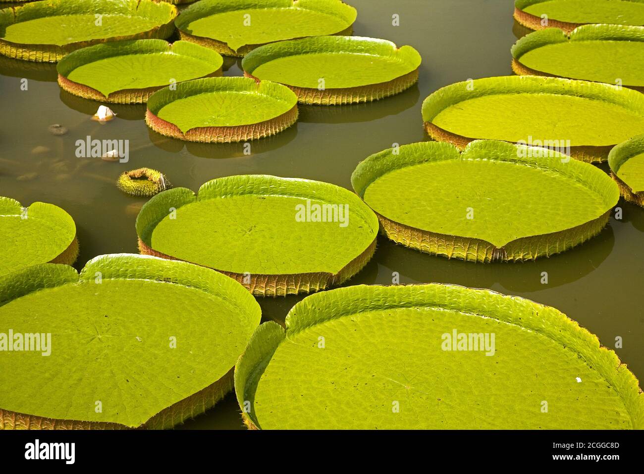 Tainan Baihe King Lotus Field Stock Photo - Alamy