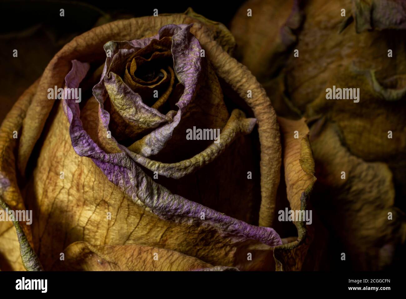 Dry and dead rose flower close up Stock Photo - Alamy