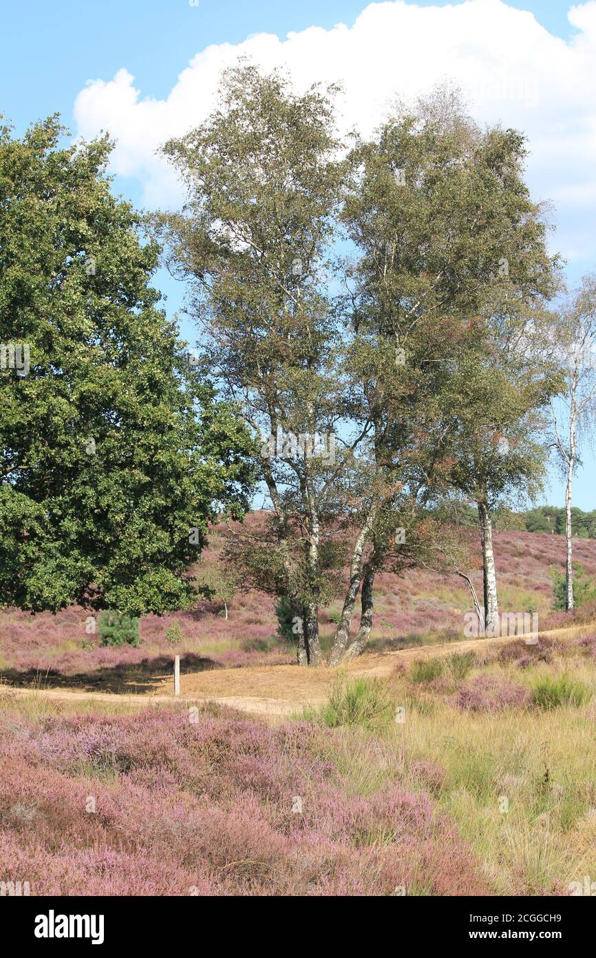 Mookerheide in Mook, the Netherlands Stock Photo - Alamy