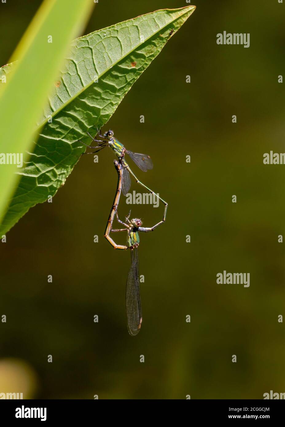 Spread-winged damselflies hanging on the leafs, Lestidae family of ...