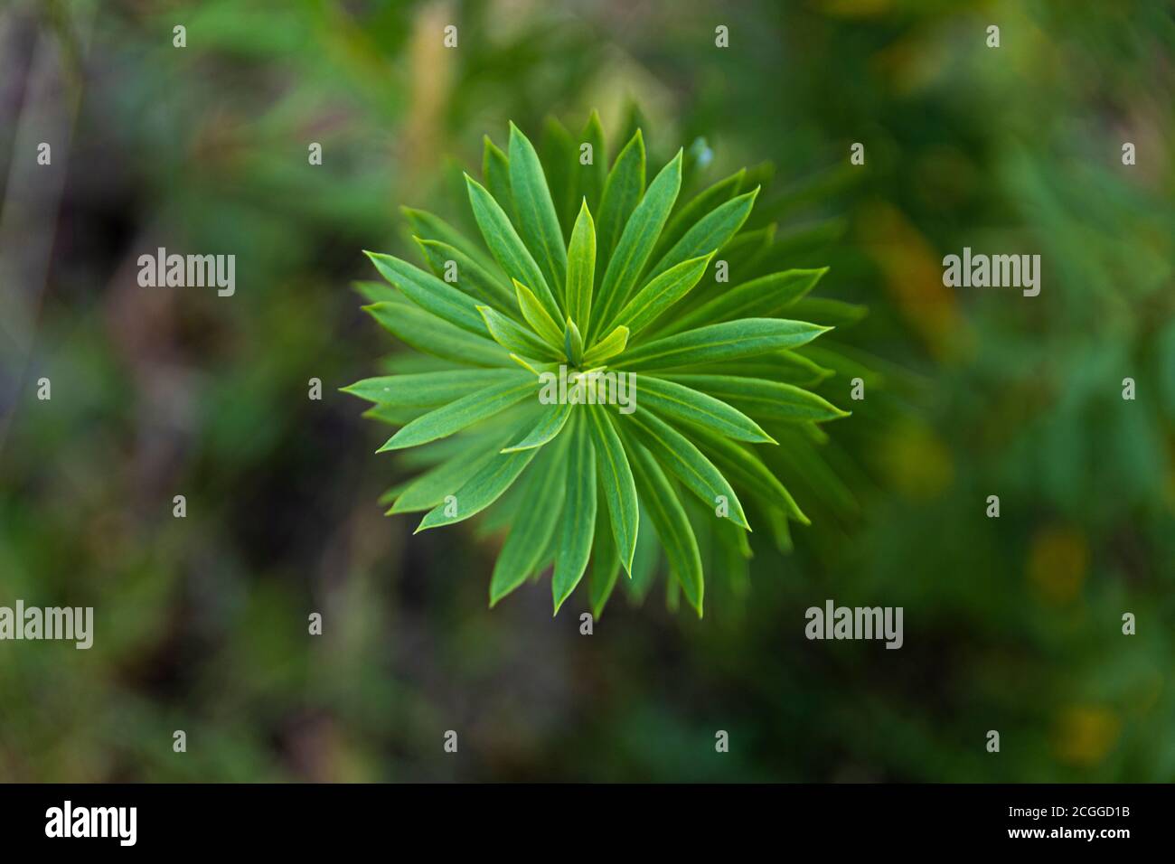 Helical growth hi-res stock photography and images - Alamy