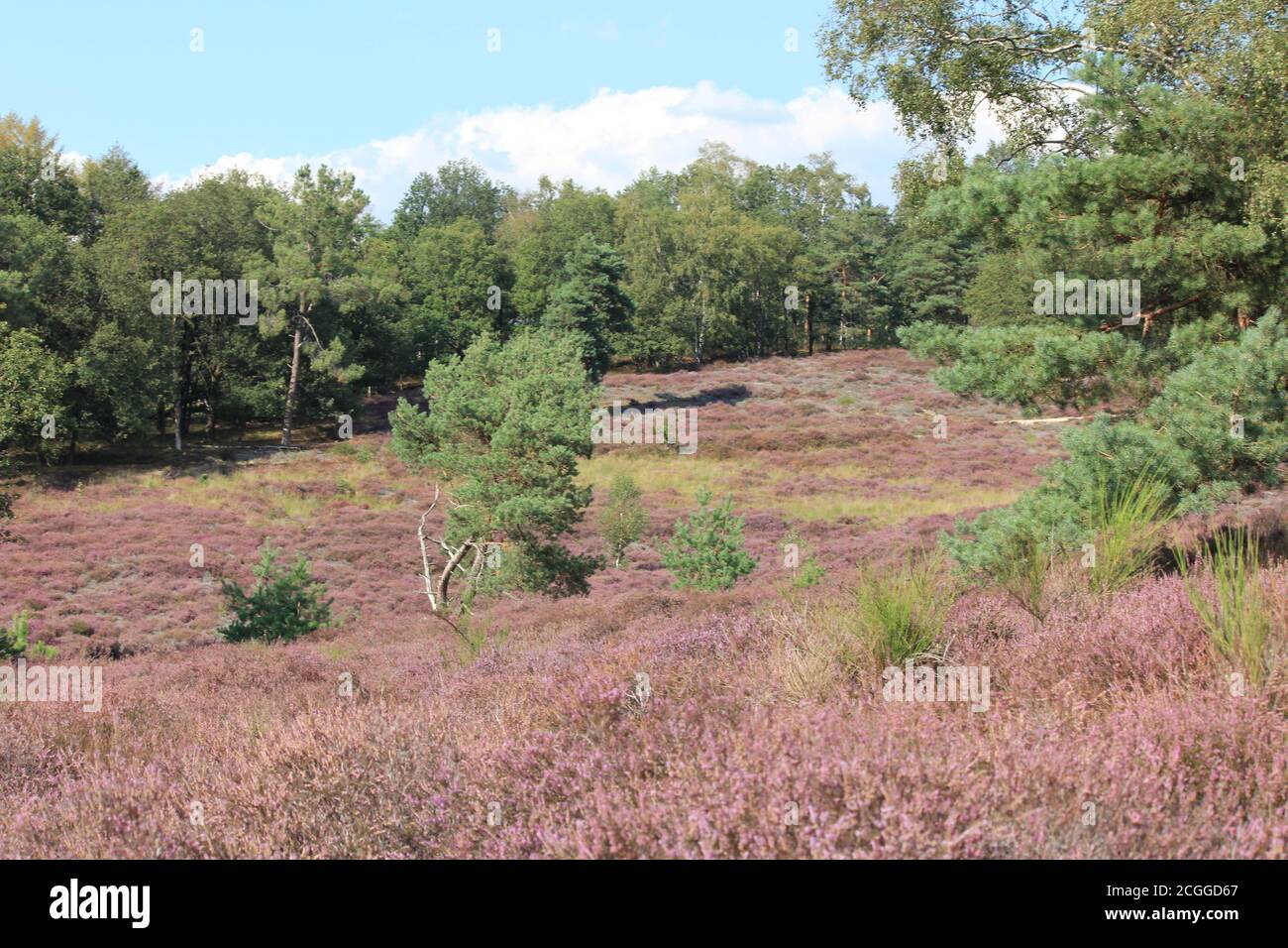 Mookerheide in Mook, the Netherlands Stock Photo - Alamy