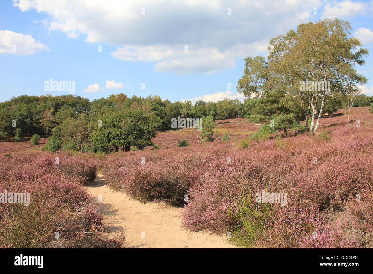 Mookerheide in Mook, the Netherlands Stock Photo - Alamy